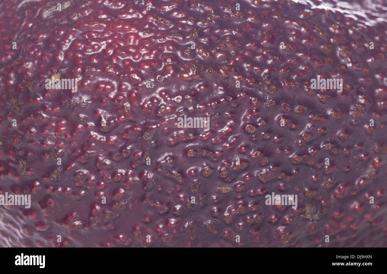 Avocado texture hi-res stock photography and images - Alamy