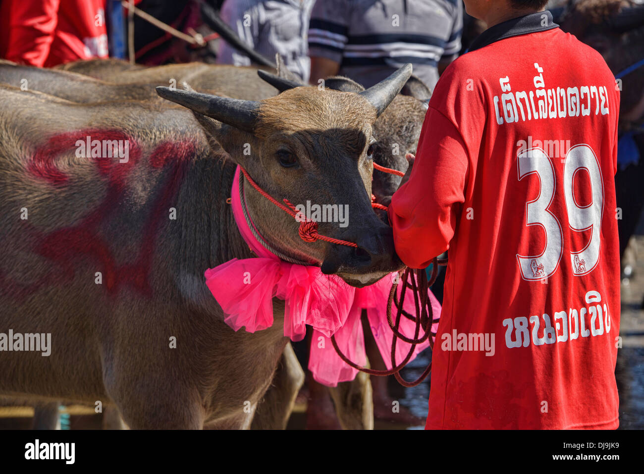 pink ribboned water buffalo at the Chonburi Buffalo Racing Festival ...