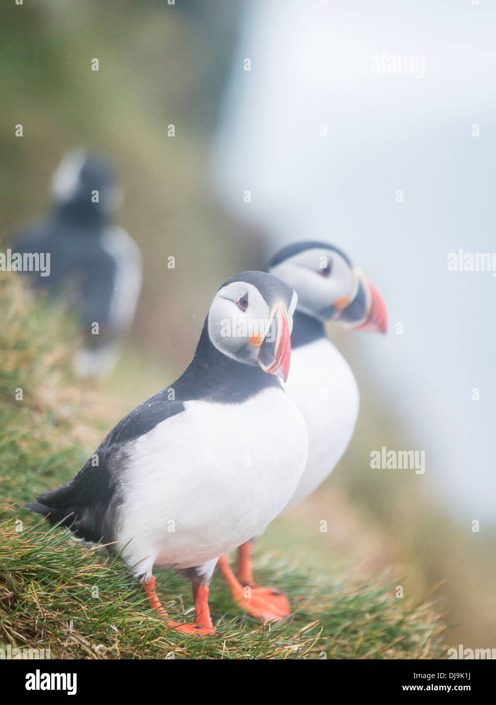Atlantic birds hi-res stock photography and images - Alamy