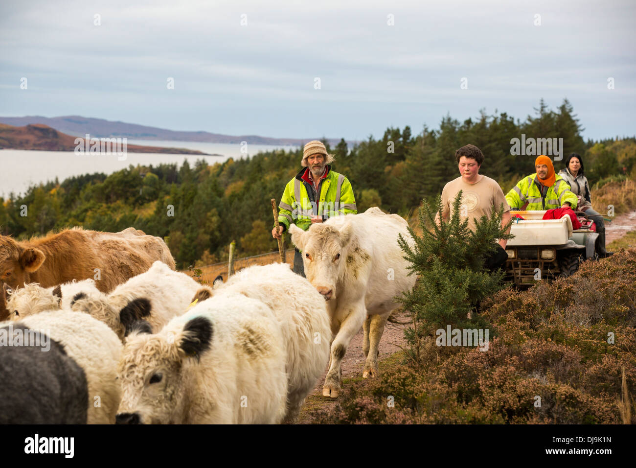 Cattle droving hi-res stock photography and images - Alamy