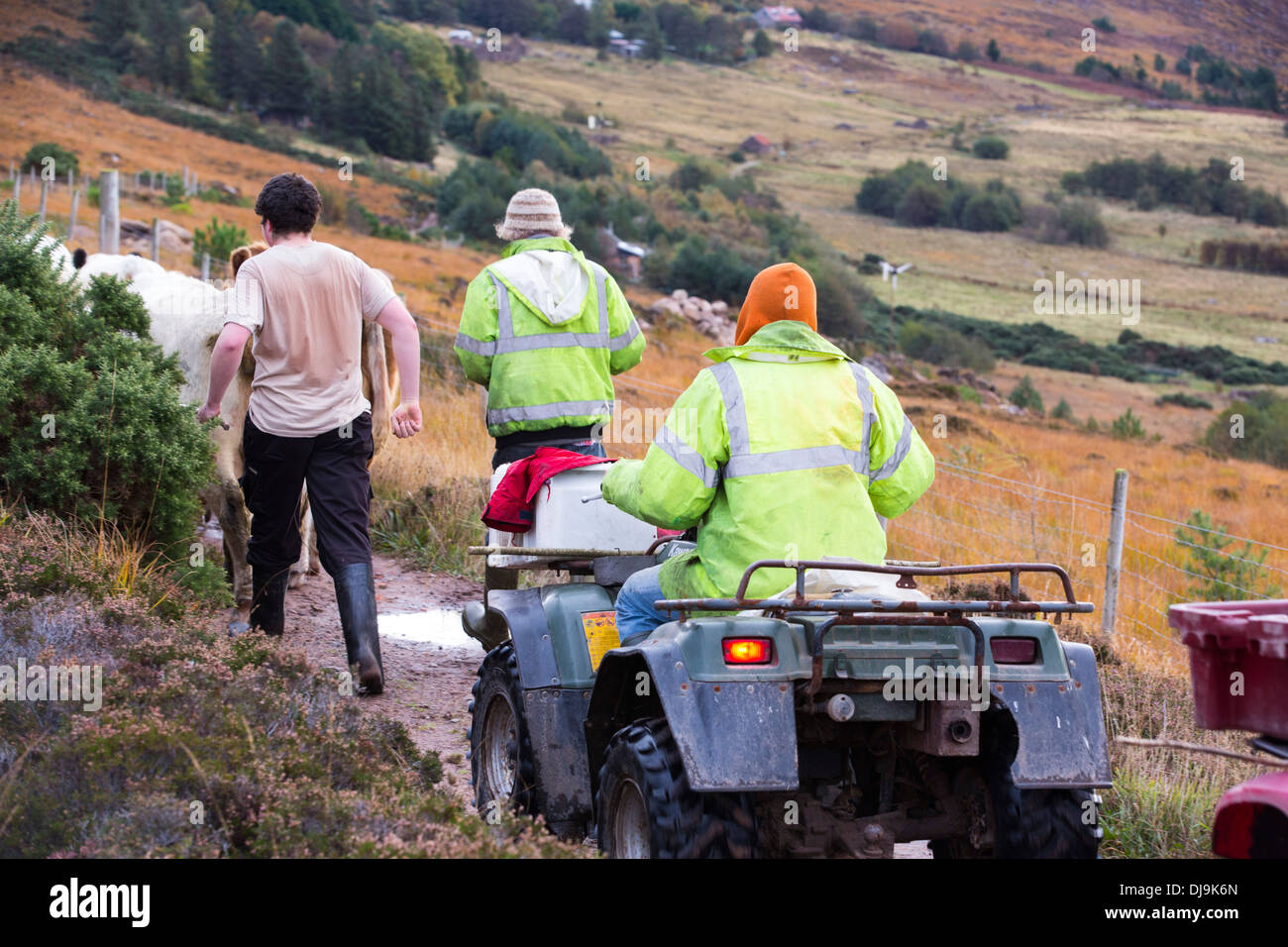 Cattle droving in Scoraig, in NW Scotland, one of the most remote ...