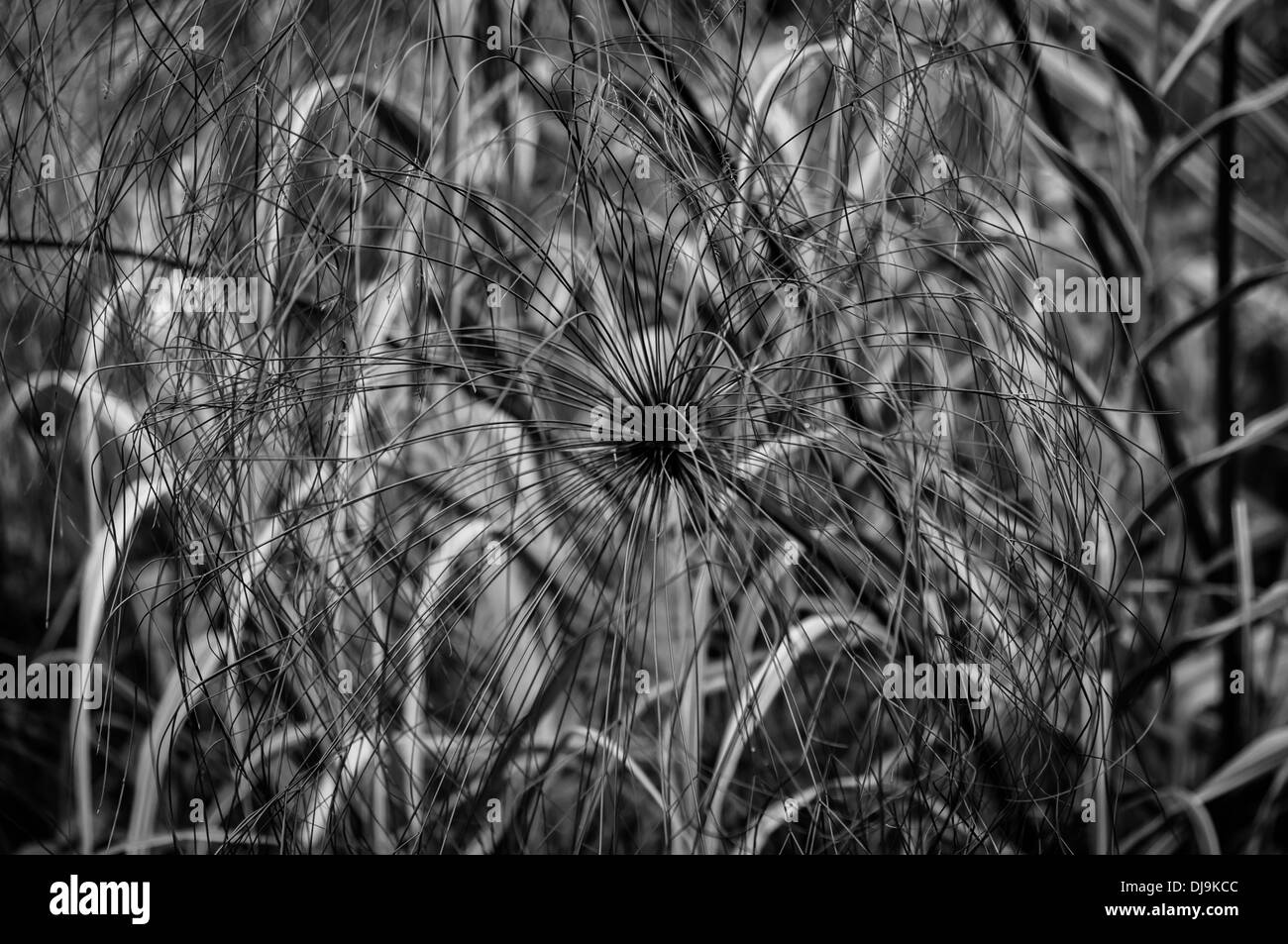 Plants thorns Black and White Stock Photos & Images - Alamy