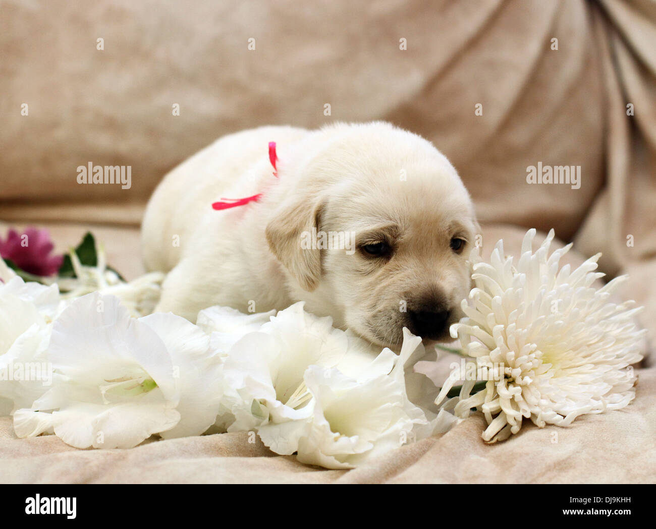 sweet yellow labrador puppy on the pale background with flowers Stock ...