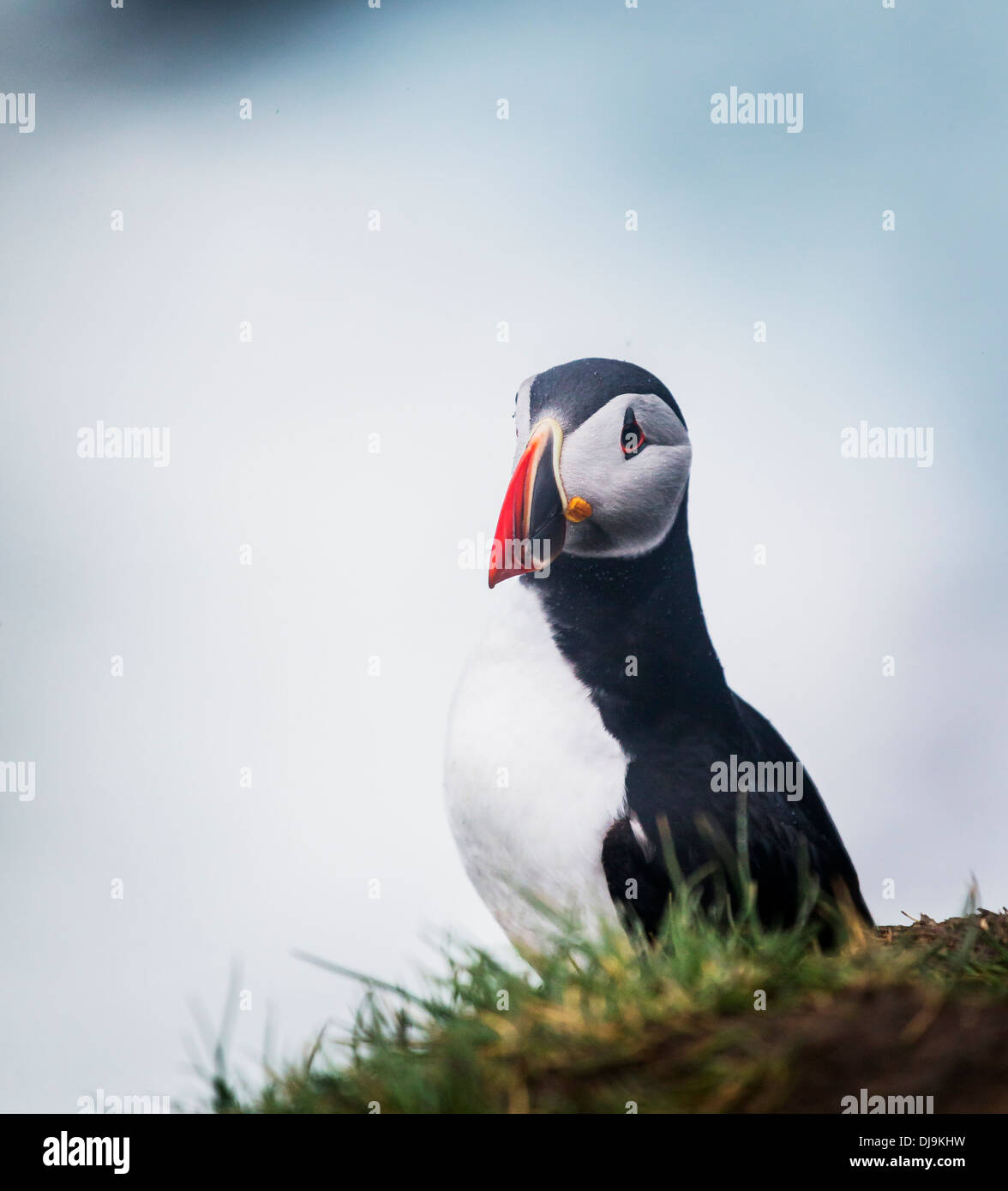 Animal animals atlantic bird birds animal hi-res stock photography and ...