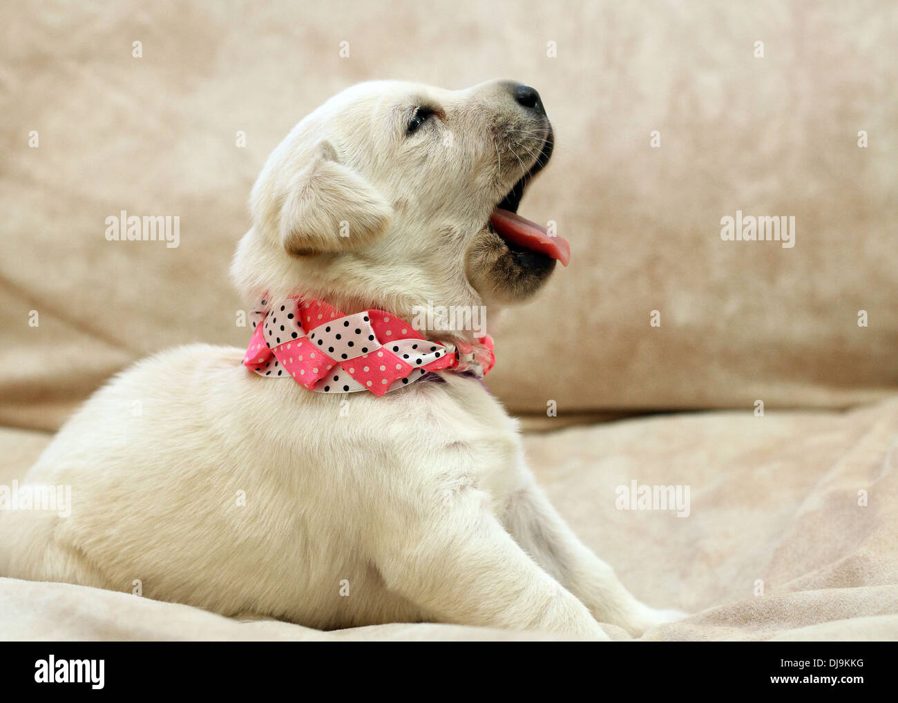 sweet yellow labrador puppy on the pale background Stock Photo - Alamy