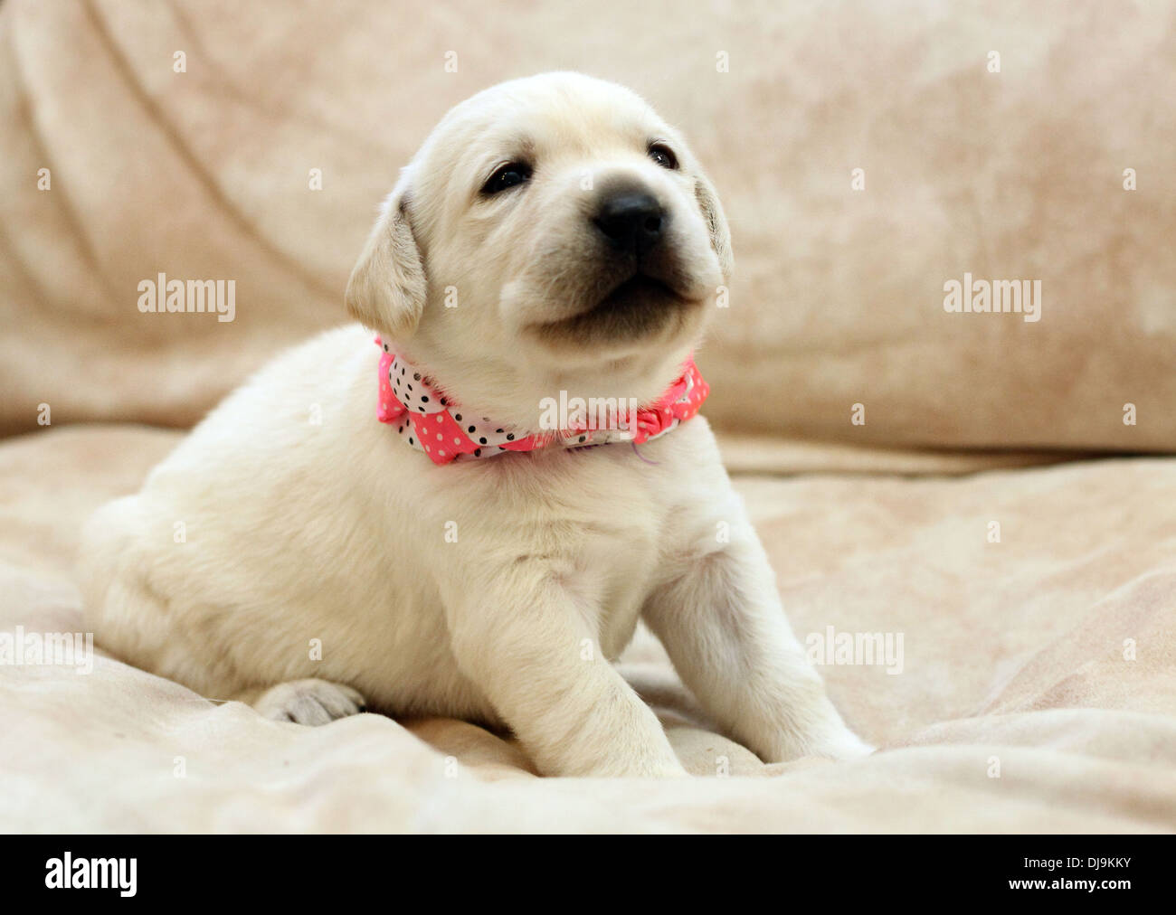 happy yellow labrador puppy playing on the sofa Stock Photo - Alamy