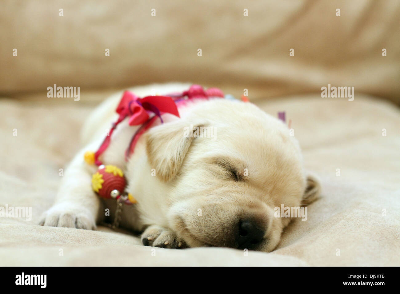 sweet yellow labrador puppy on the pale background sleeping Stock Photo ...