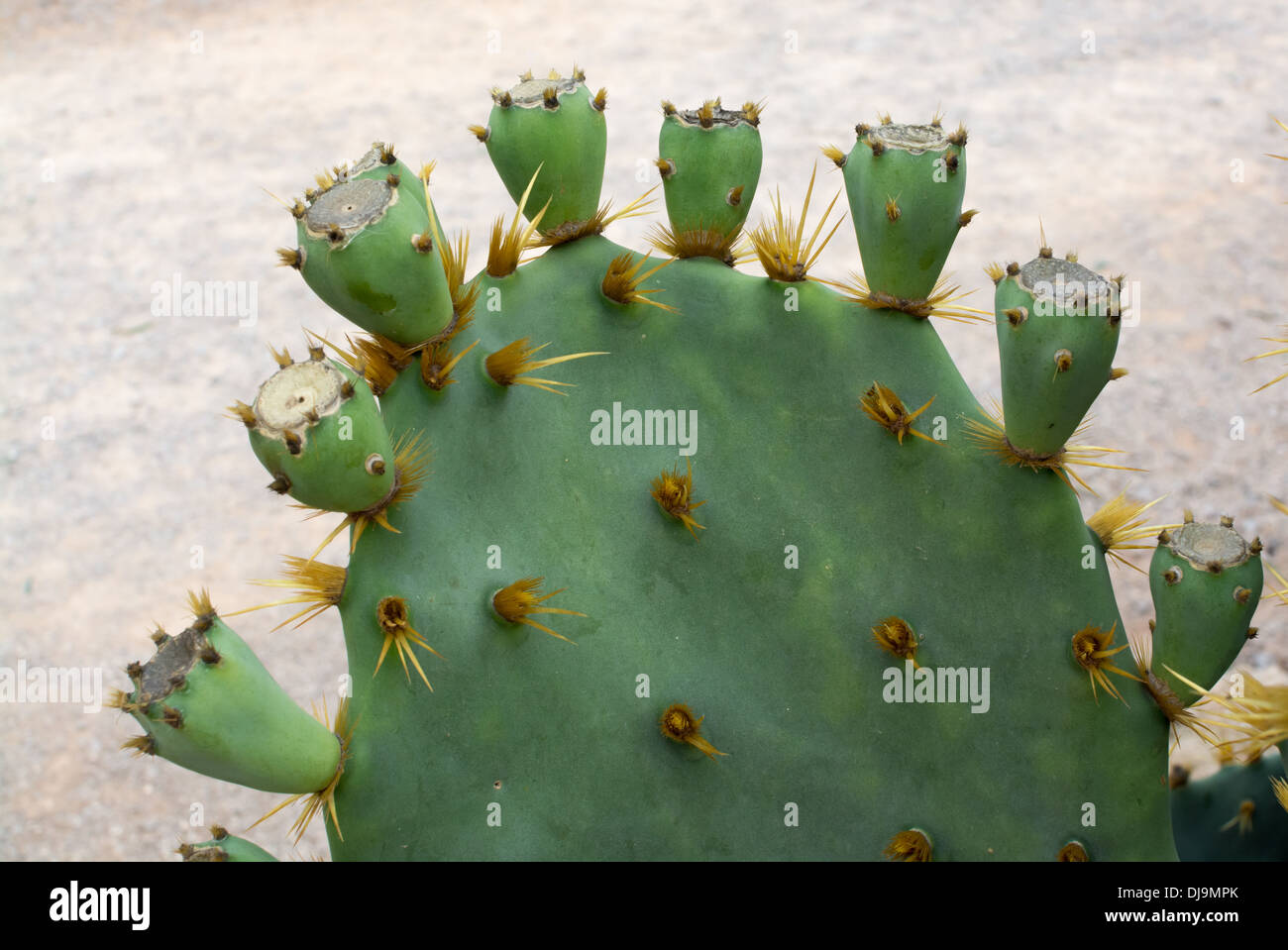 Small green fruits hi-res stock photography and images - Alamy