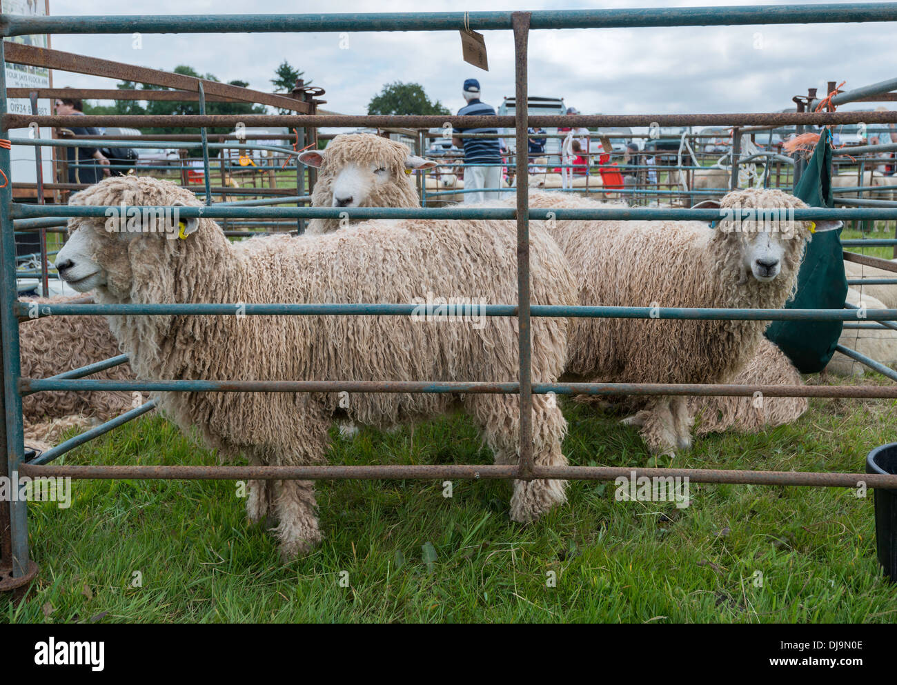 Longwool hi-res stock photography and images - Alamy
