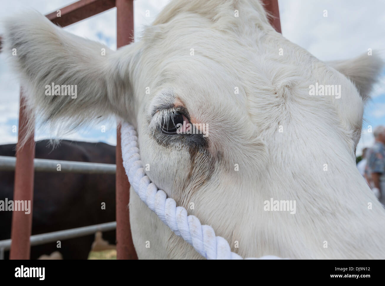 Close-up of cow's head and eye. Cow tethered in pen at agricultural ...
