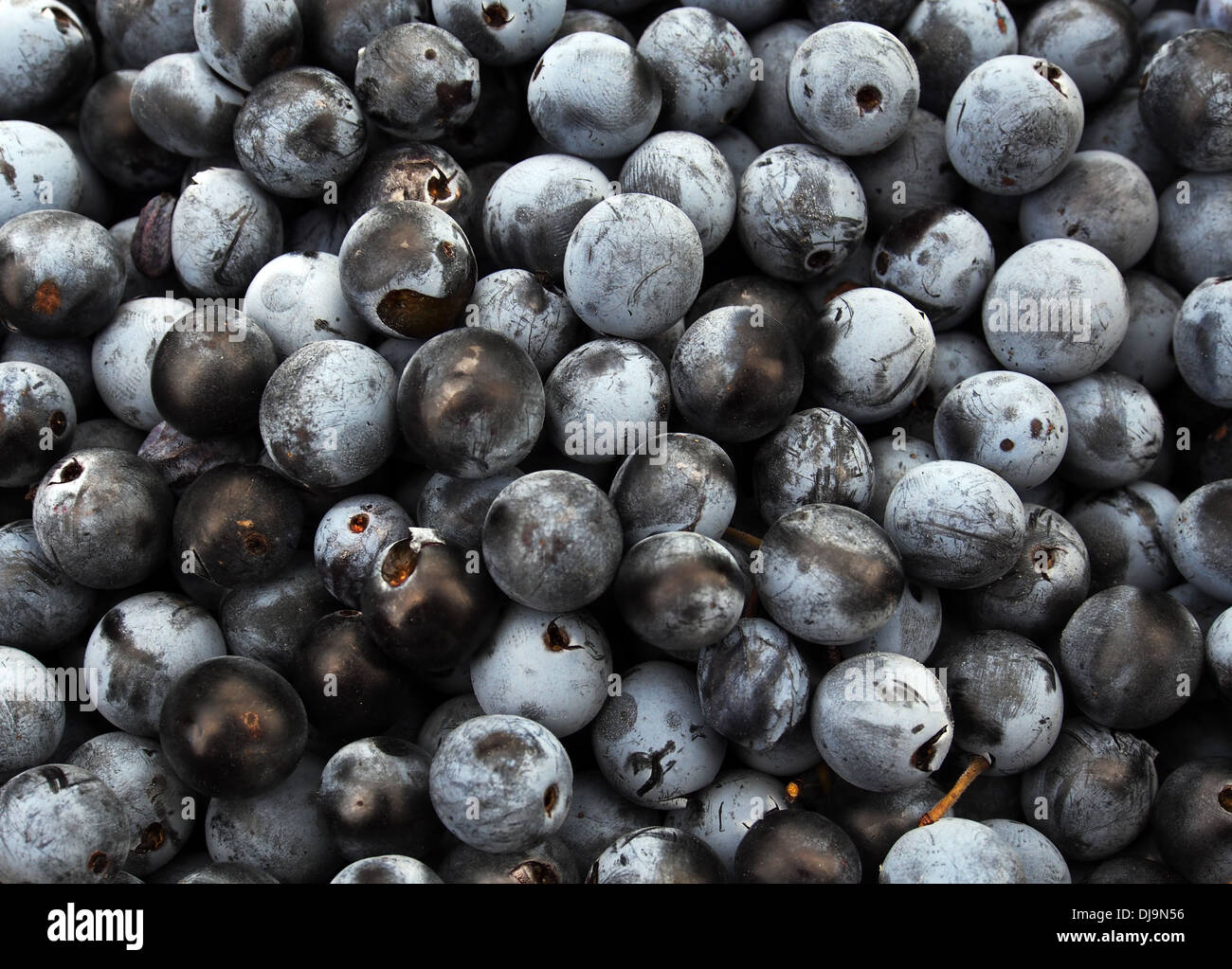 Sloes - Fruits of blackthorn (Prunus spinosa Stock Photo - Alamy