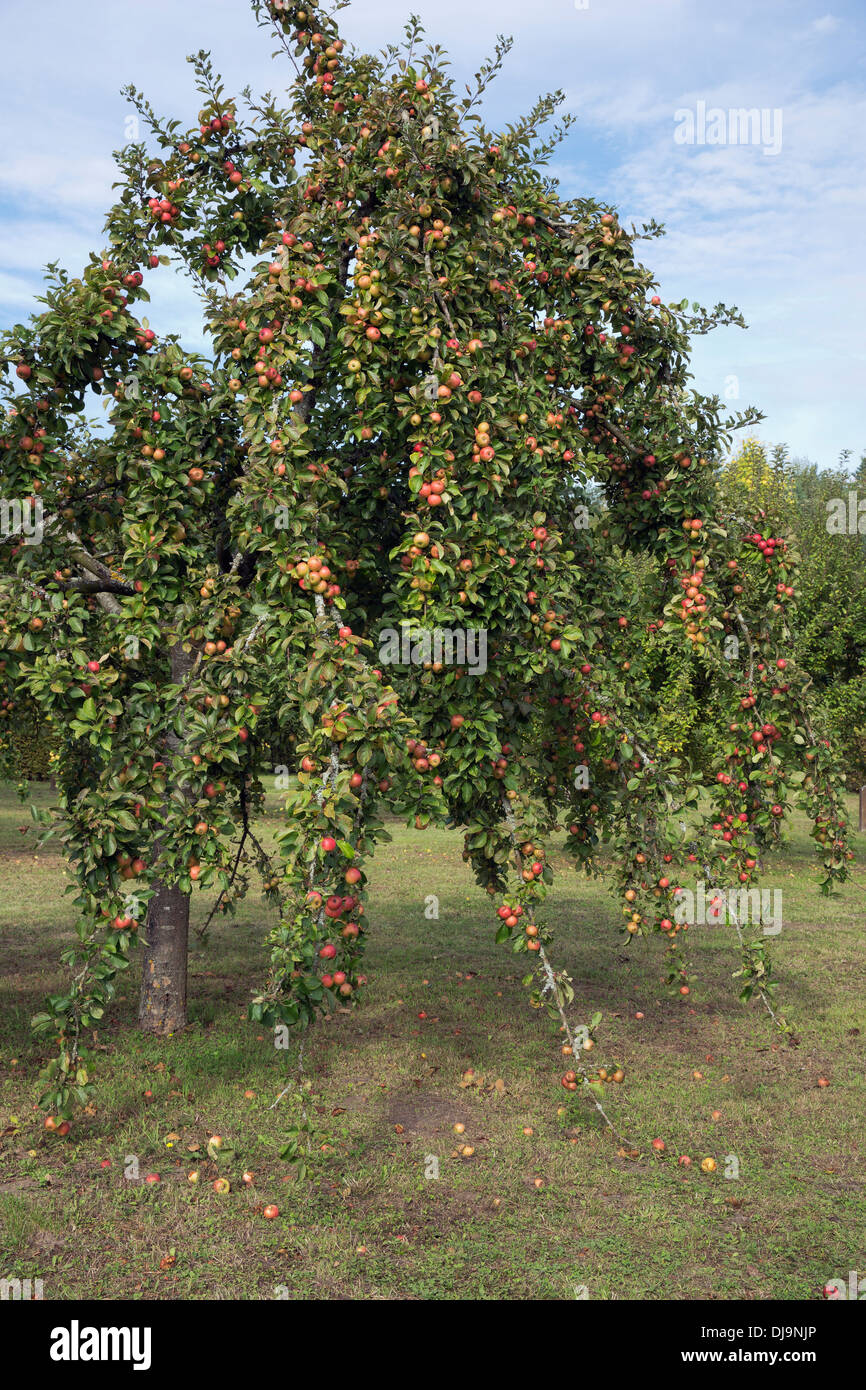 Old apple breed in the abbey orchard Stock Photo - Alamy