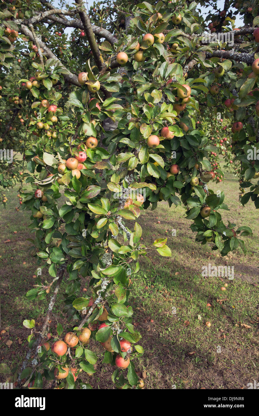 Old apple breed in the abbey orchard in close-up Stock Photo - Alamy