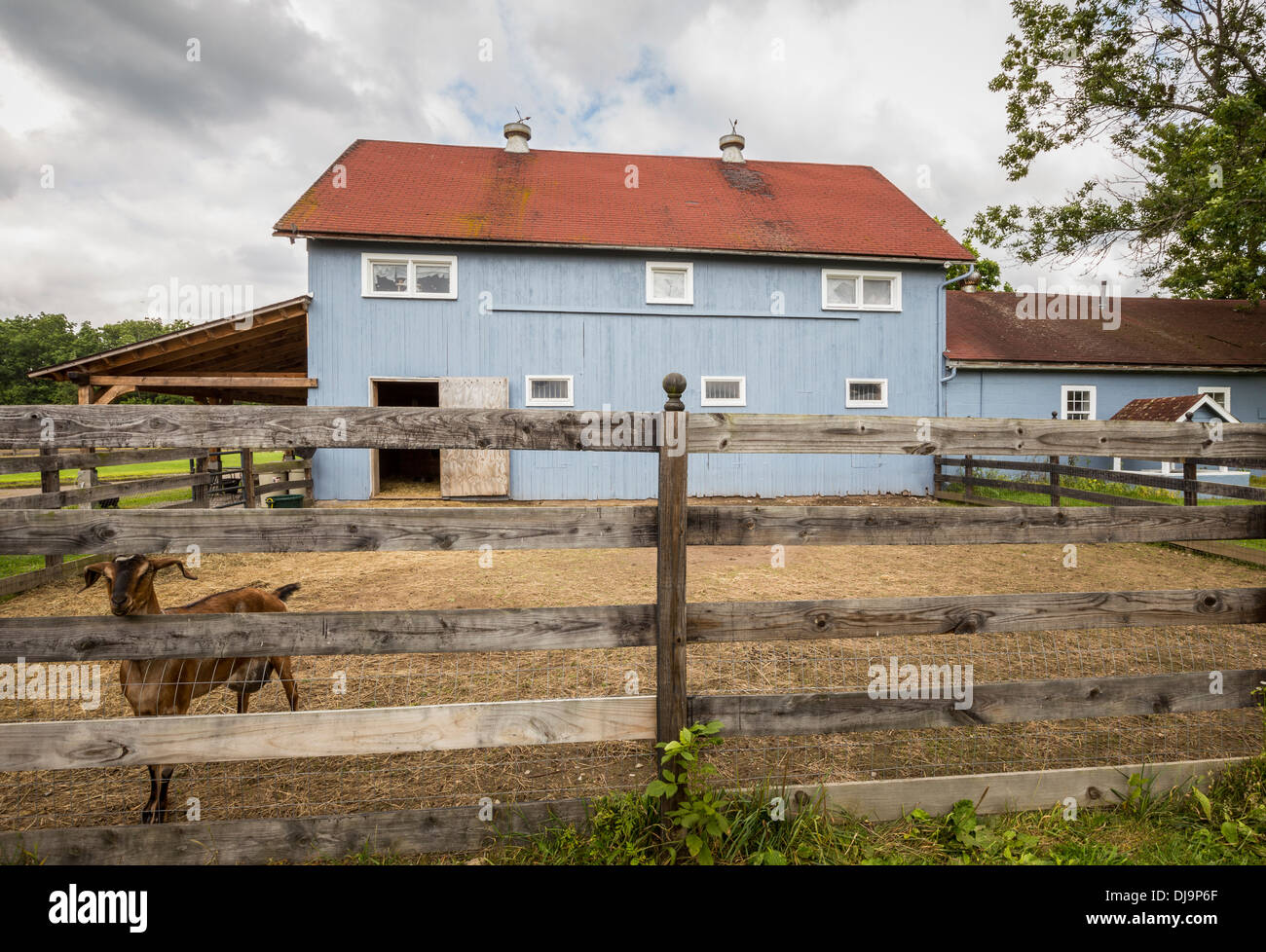 Goat in pen on farm Stock Photo - Alamy