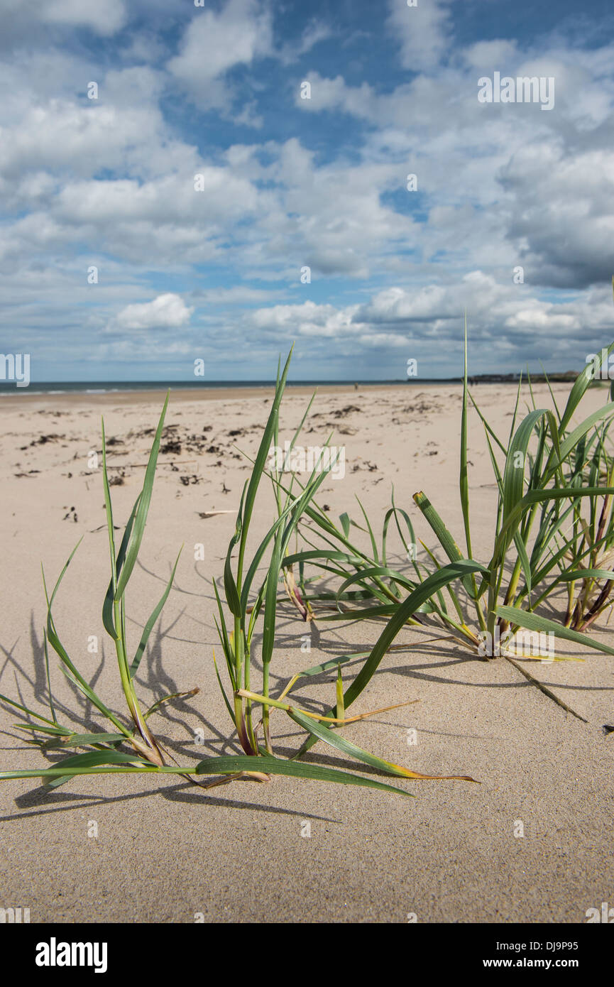 Close up of grass growing through sand on a beach in Northumberland ...