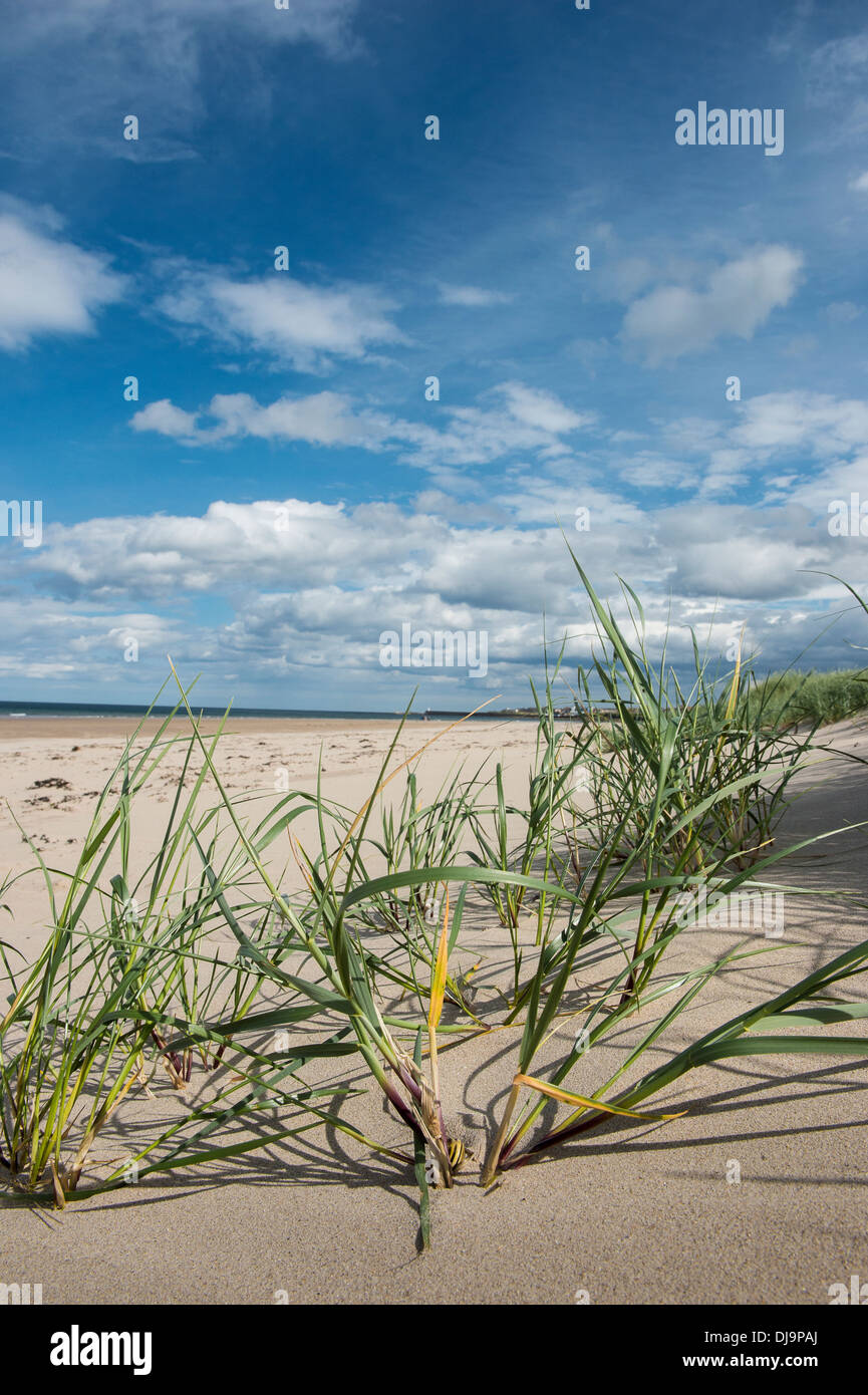 Grasses growing in sand dunes hi-res stock photography and images - Alamy