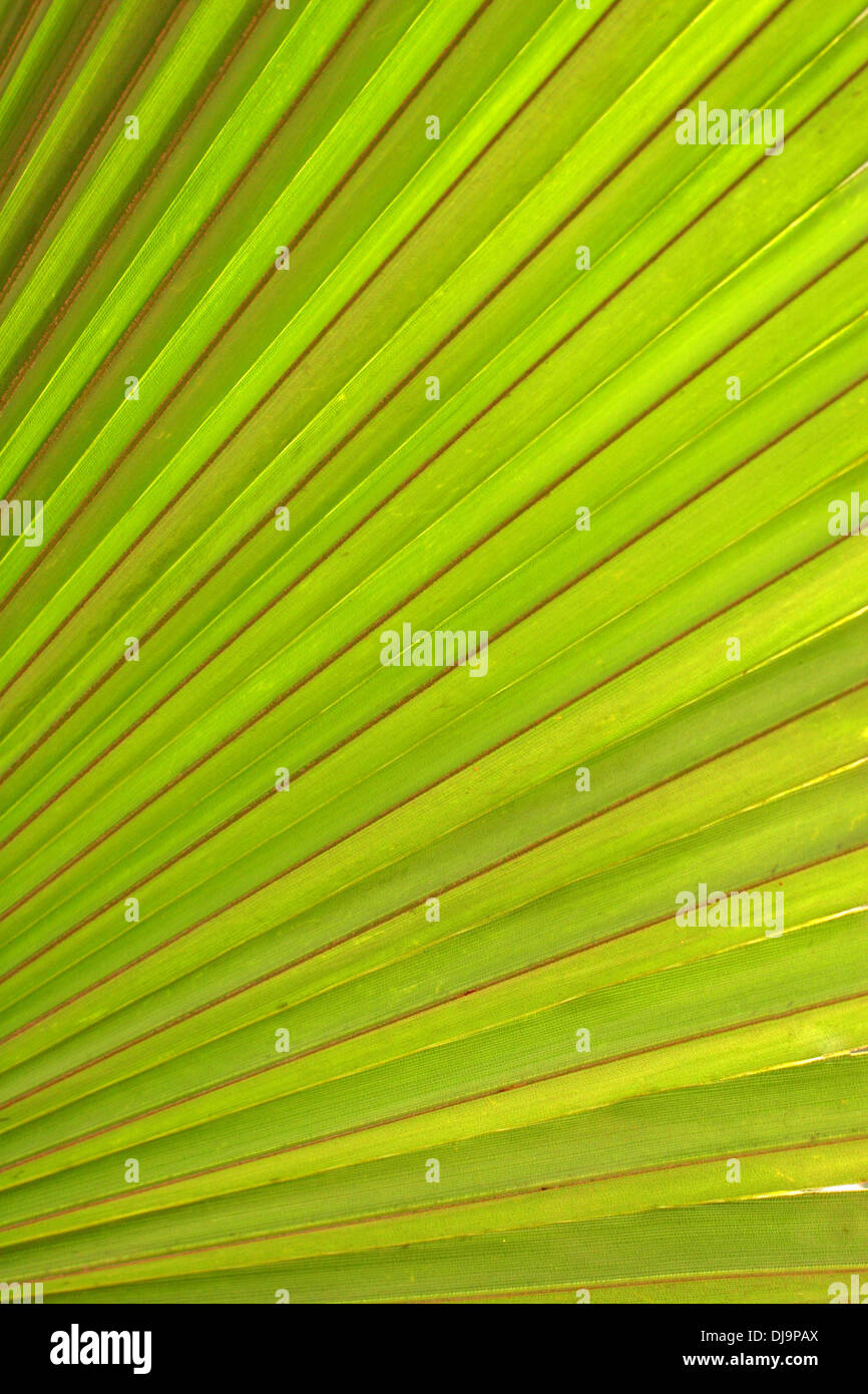 Palm leaves shape hi-res stock photography and images - Alamy