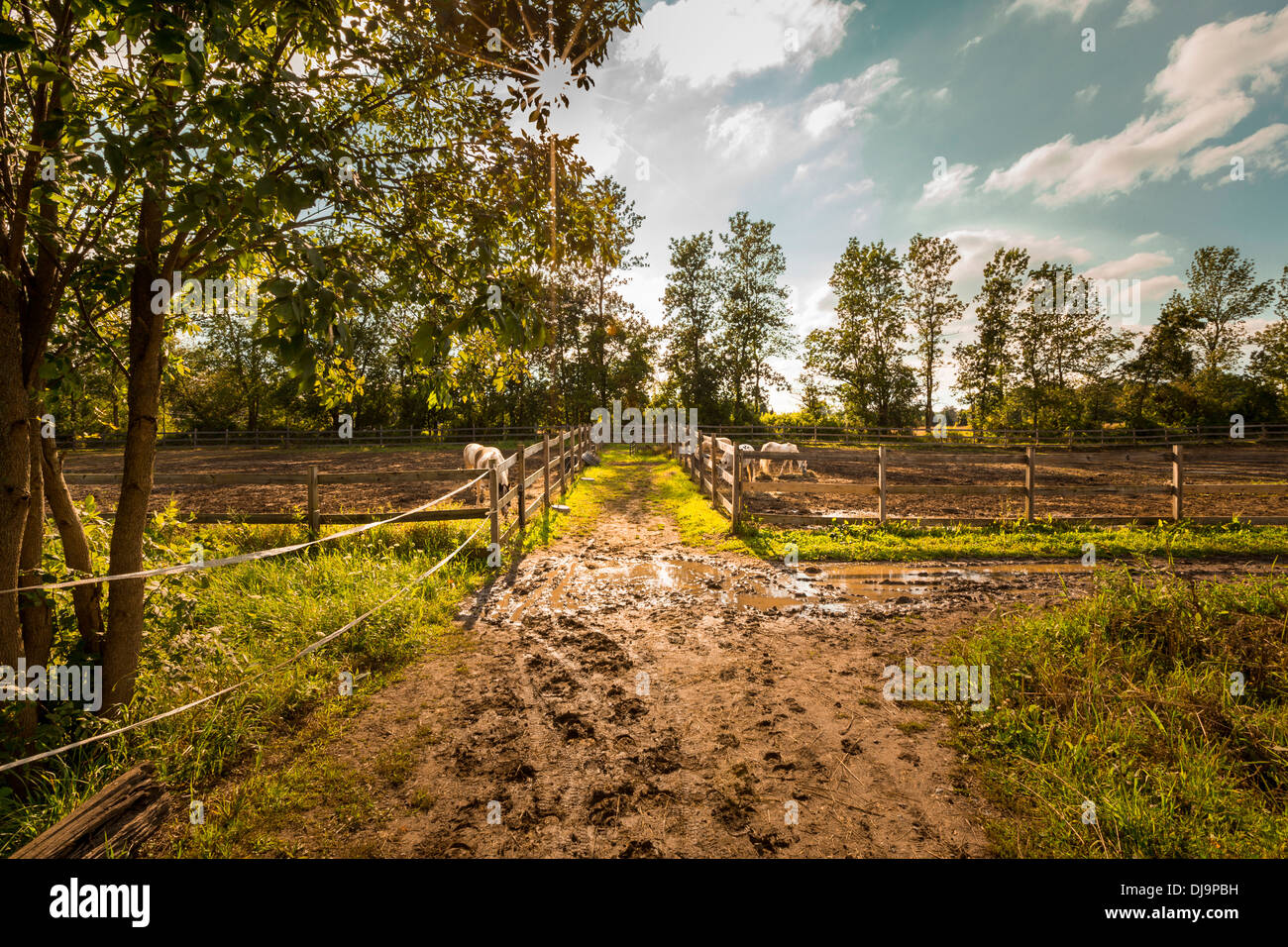 Muddy path on horse farm Stock Photo - Alamy