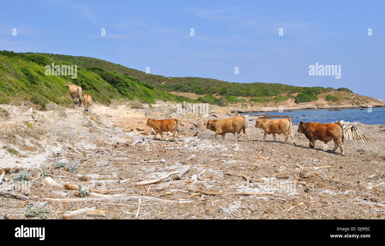 herd of cows on a beach in Corsican bush Stock Photo - Alamy