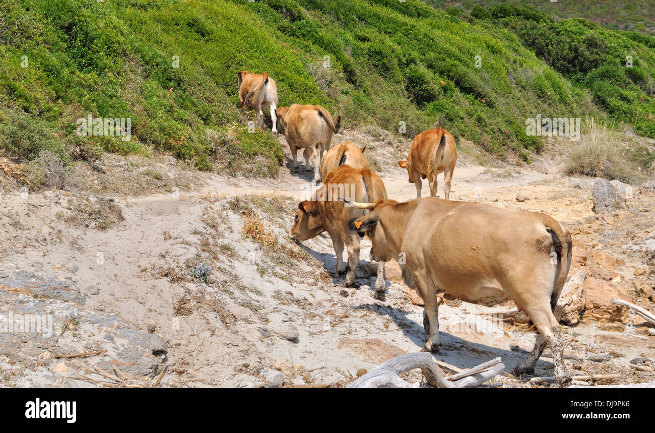 herd of cows returning to the Corsican bush Stock Photo - Alamy