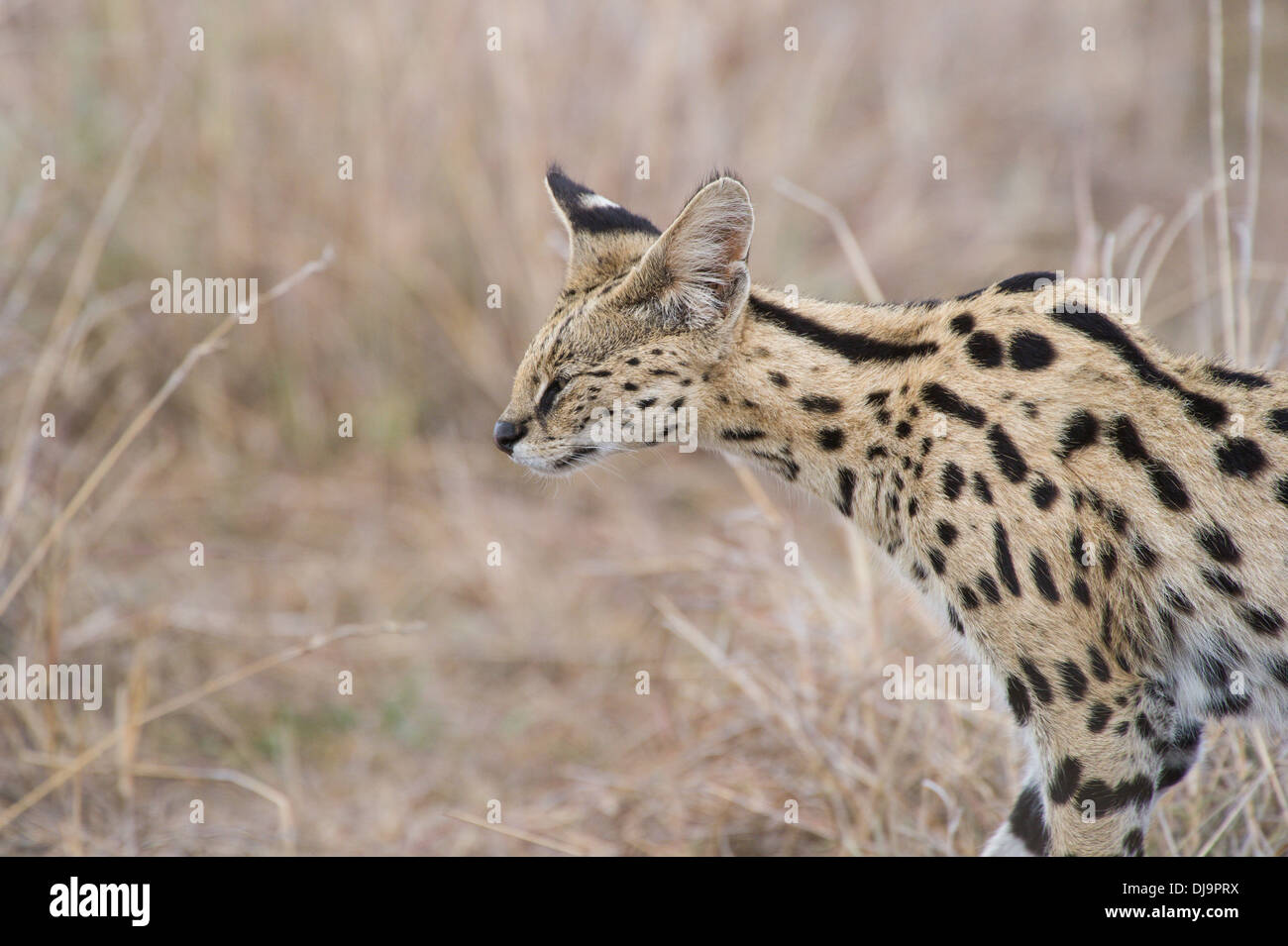 Serval Hunting High Resolution Stock Photography and Images - Alamy