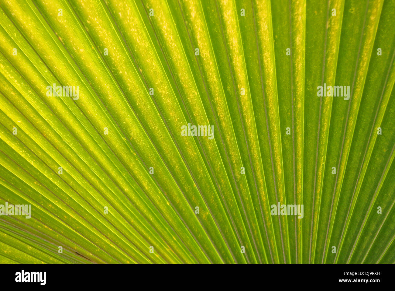 Palm leaves shape hi-res stock photography and images - Alamy