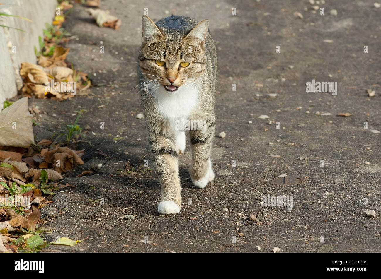 Cat walking on a road forward Stock Photo - Alamy