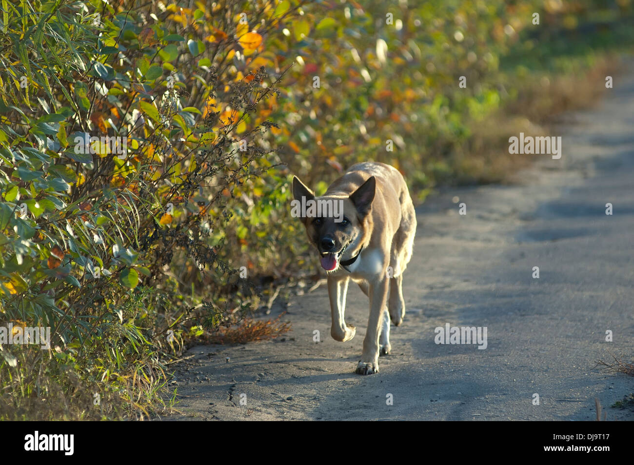 Runing dog hi-res stock photography and images - Alamy