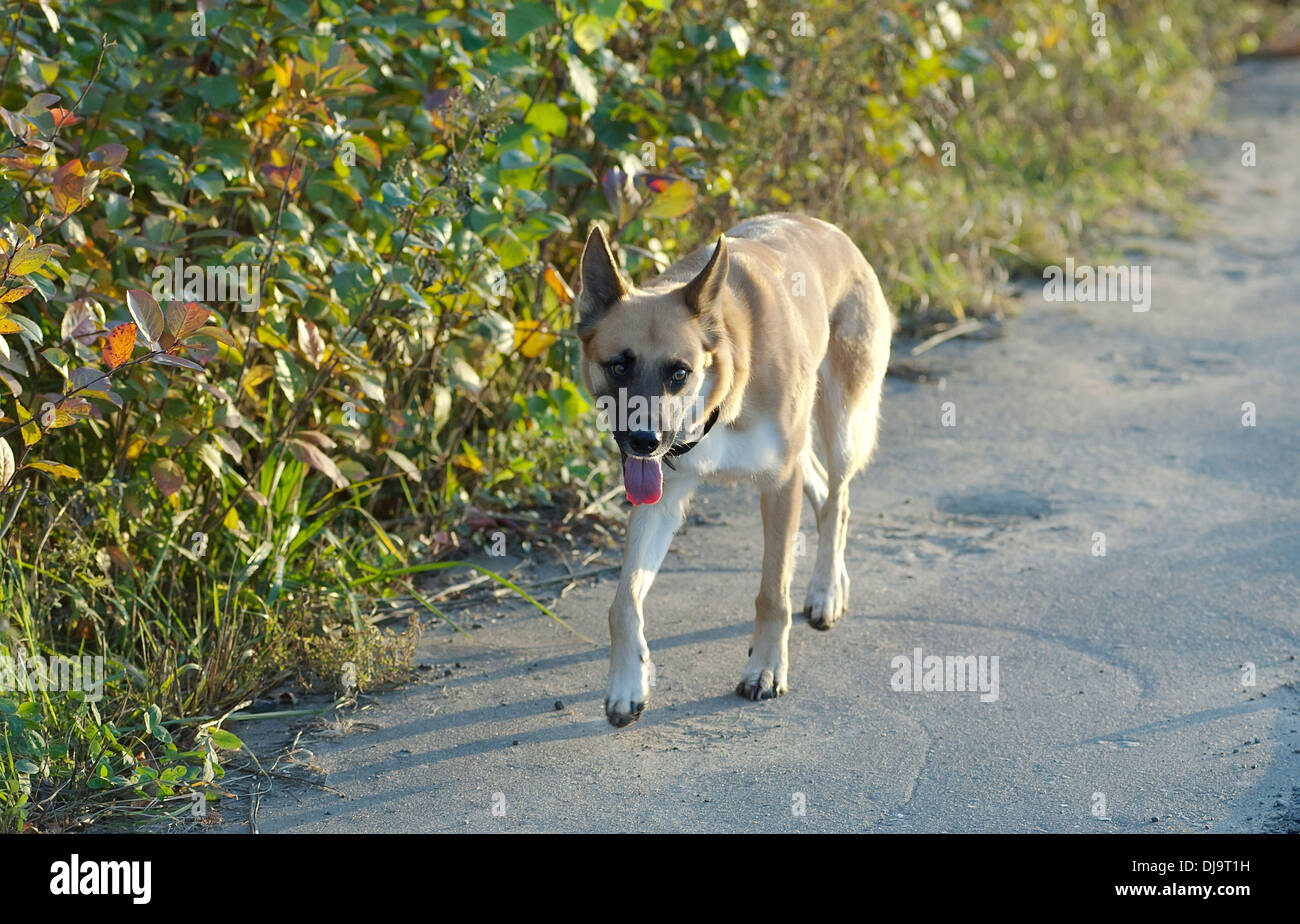 Dog runing on road Stock Photo - Alamy