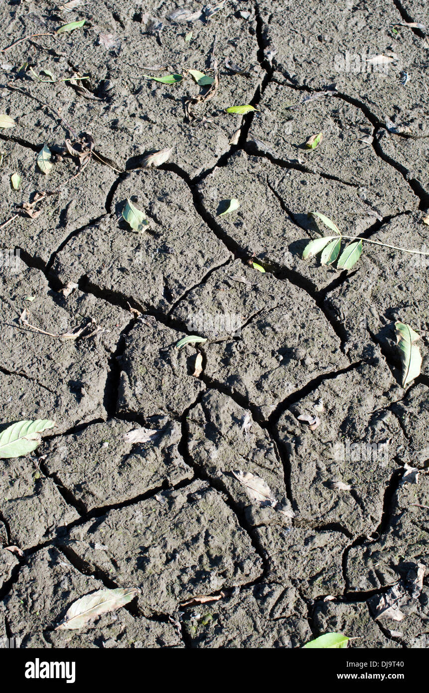 Little mud pond hi-res stock photography and images - Alamy