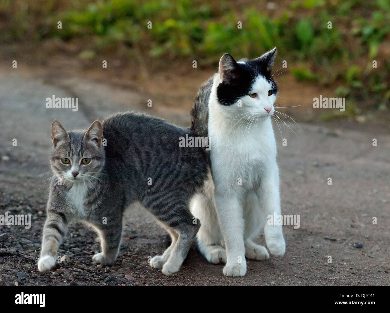 Two cats walking on a road Stock Photo - Alamy