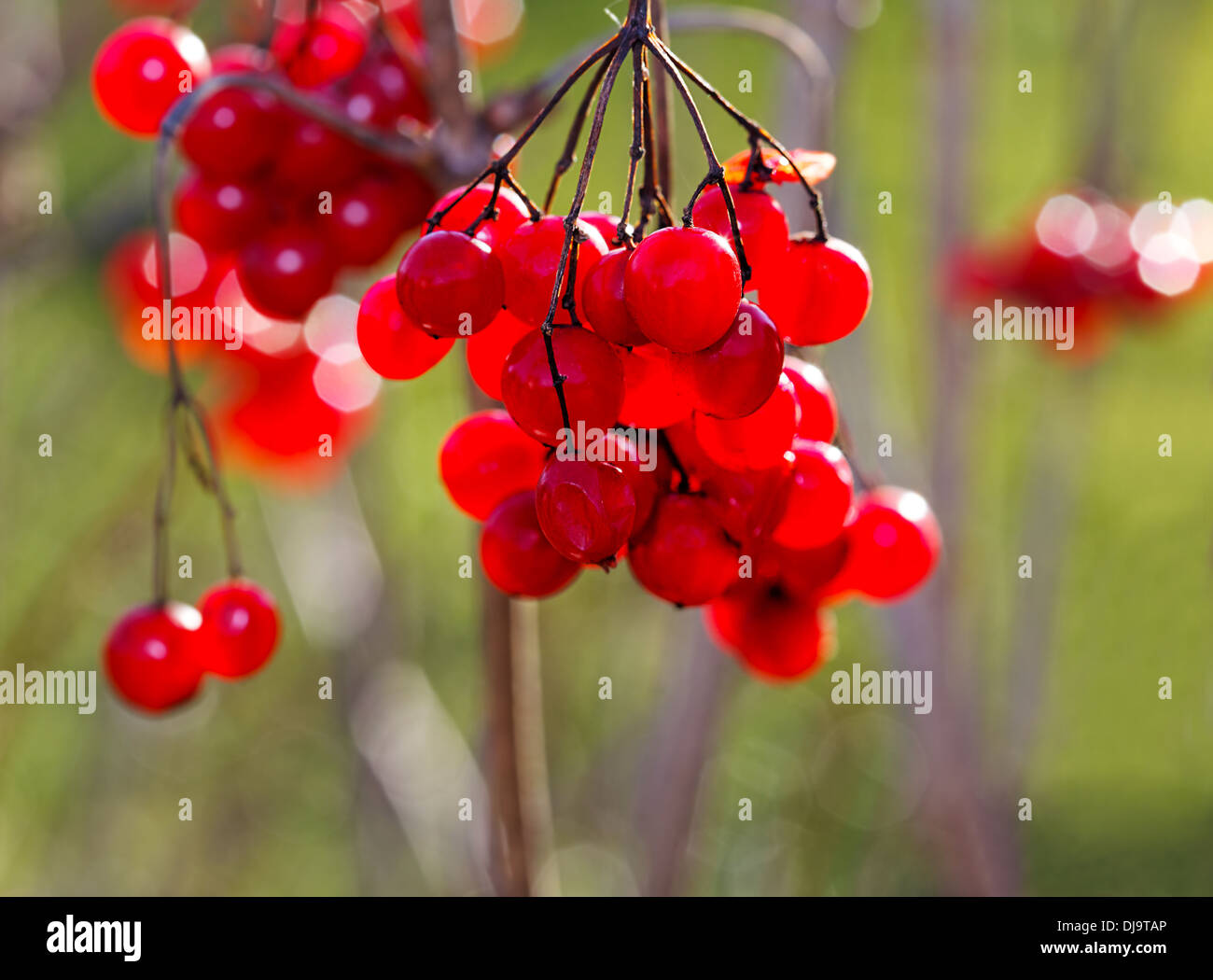 Red berries of a guelder-rose against greens Stock Photo - Alamy