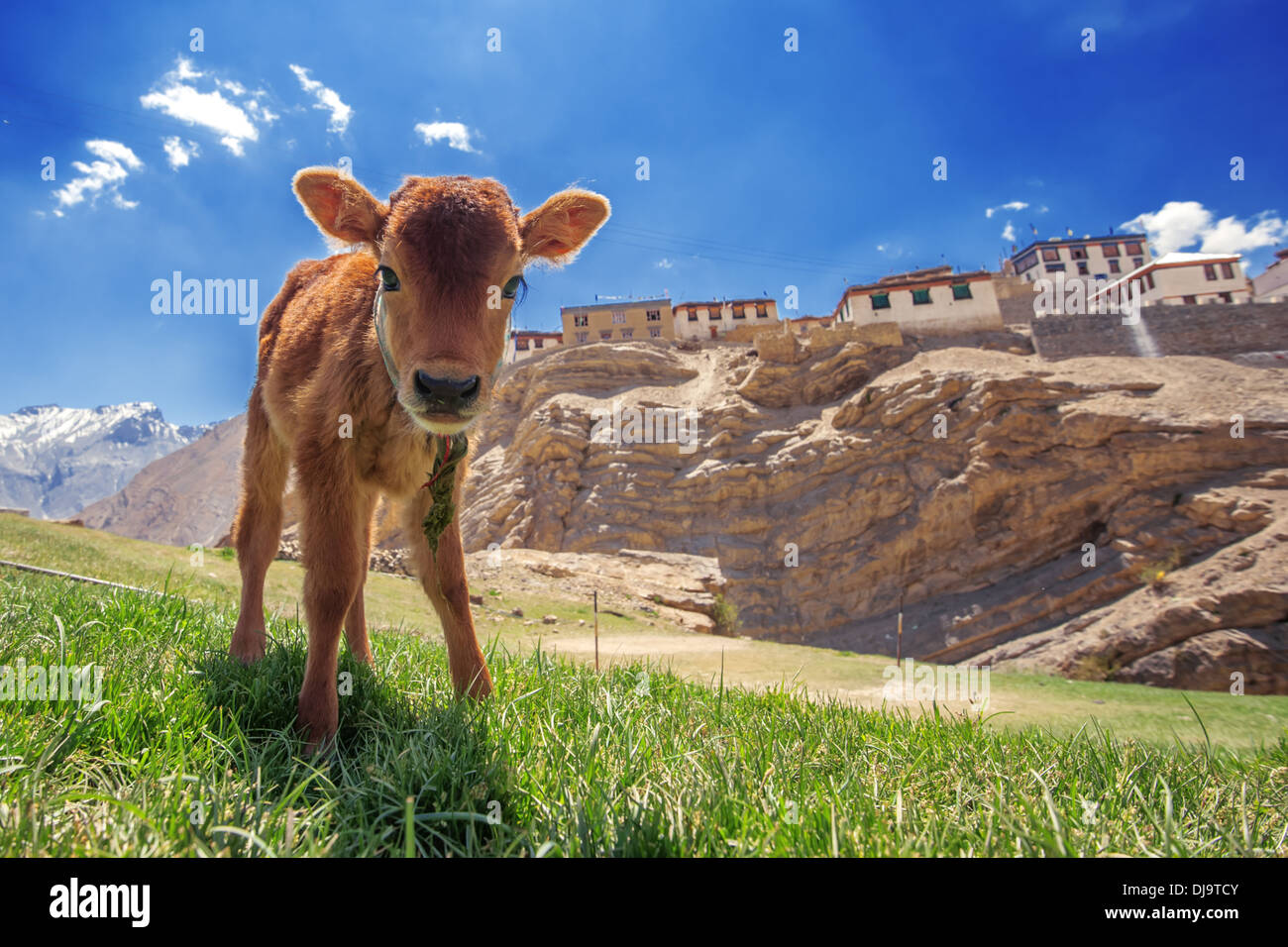 small calf on green field Stock Photo - Alamy