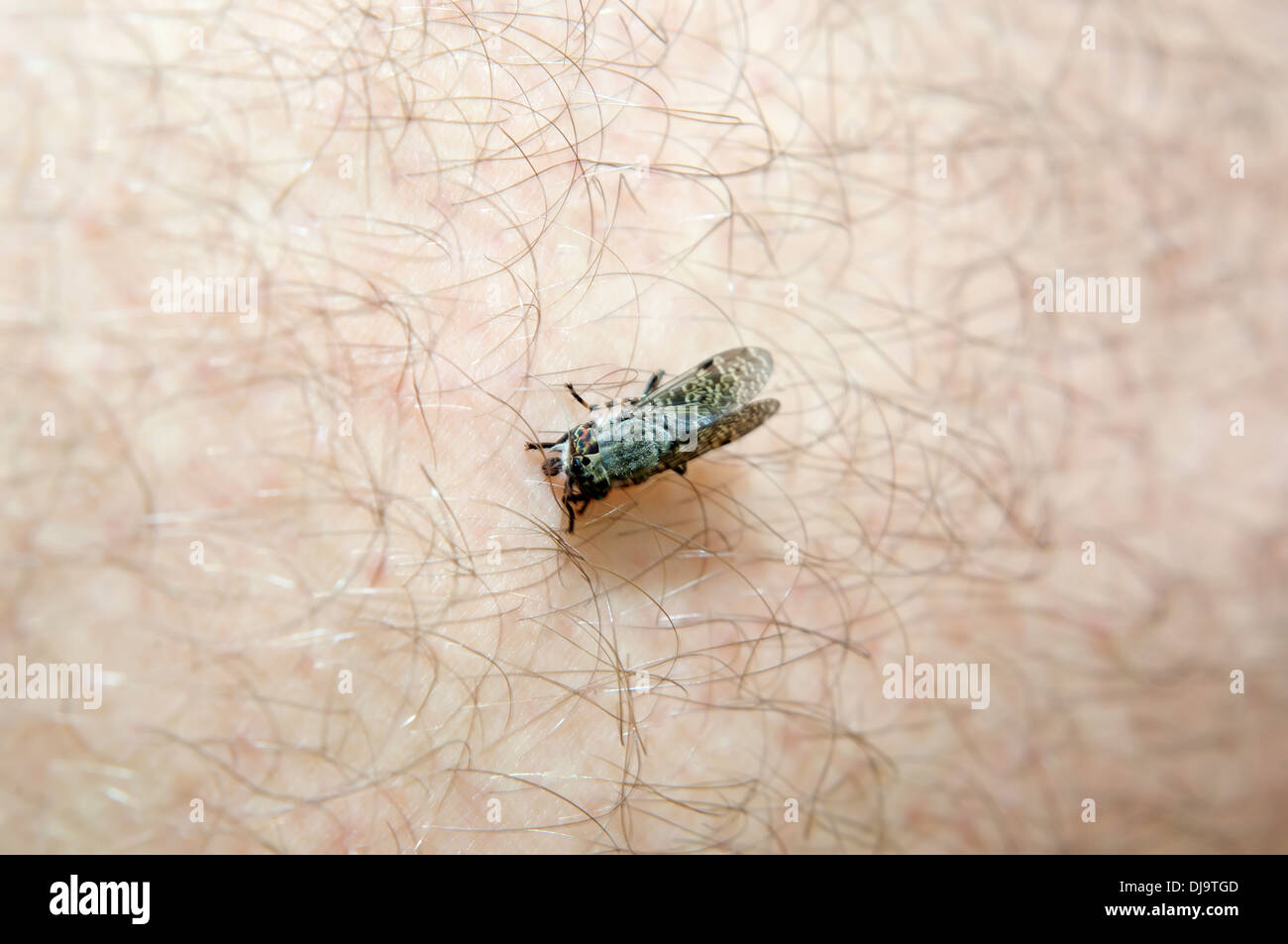Blood sucking gadfly hi-res stock photography and images - Alamy