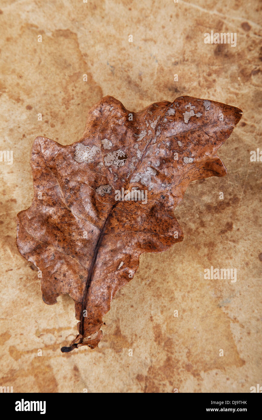 Dry oak sheet against an old paper Stock Photo - Alamy