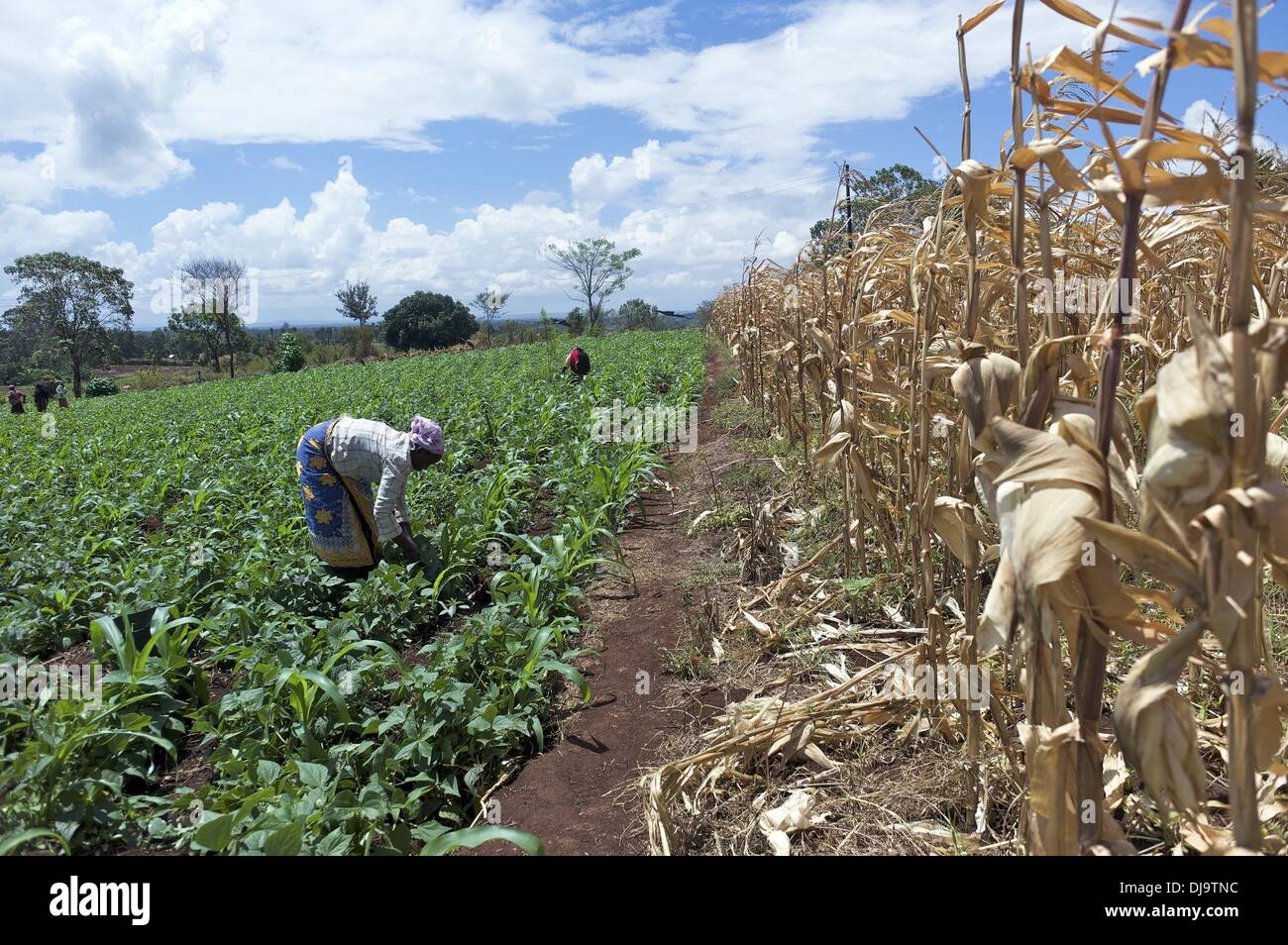 Maize field kenya hi-res stock photography and images - Alamy