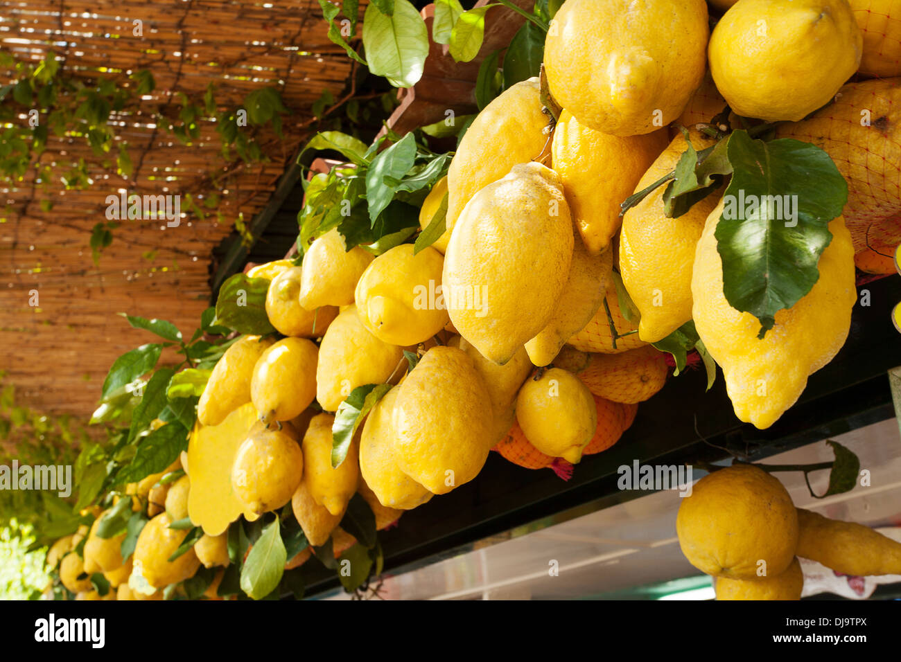 Lemon trees capri hi-res stock photography and images - Alamy