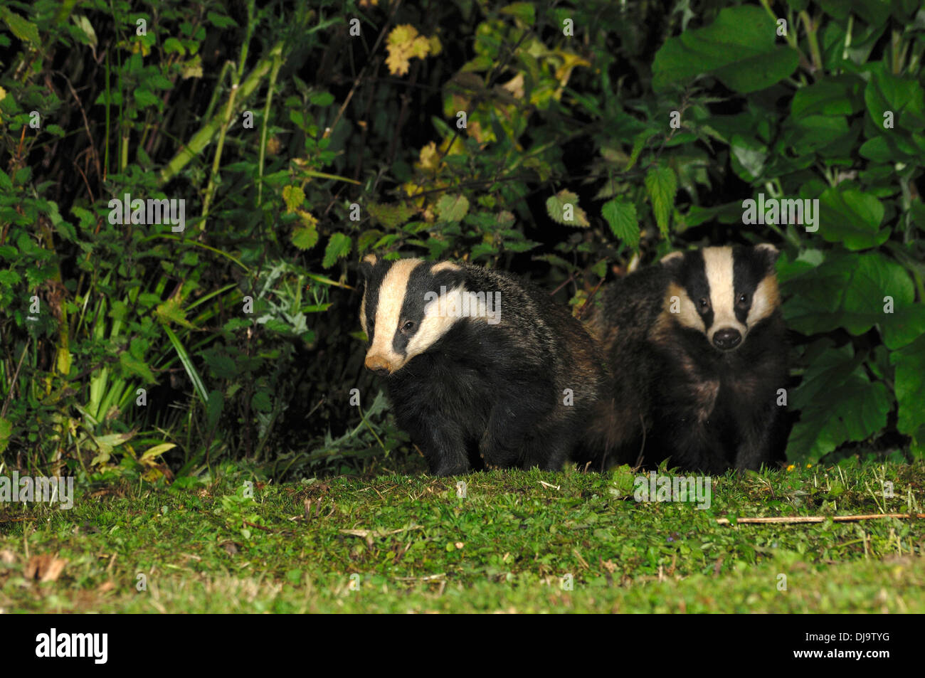 badger meles meles Dorset UK Stock Photo - Alamy