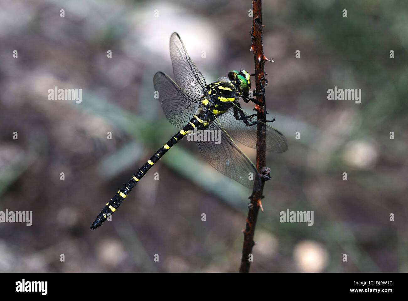 A golden-ringed dragonfly UK Stock Photo - Alamy