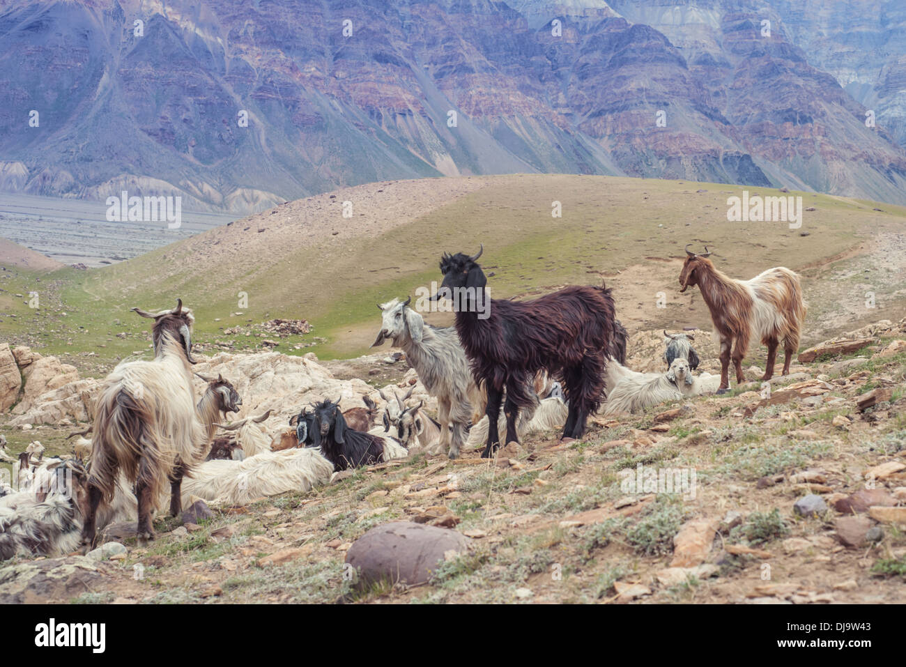 Goat mountain hi-res stock photography and images - Alamy