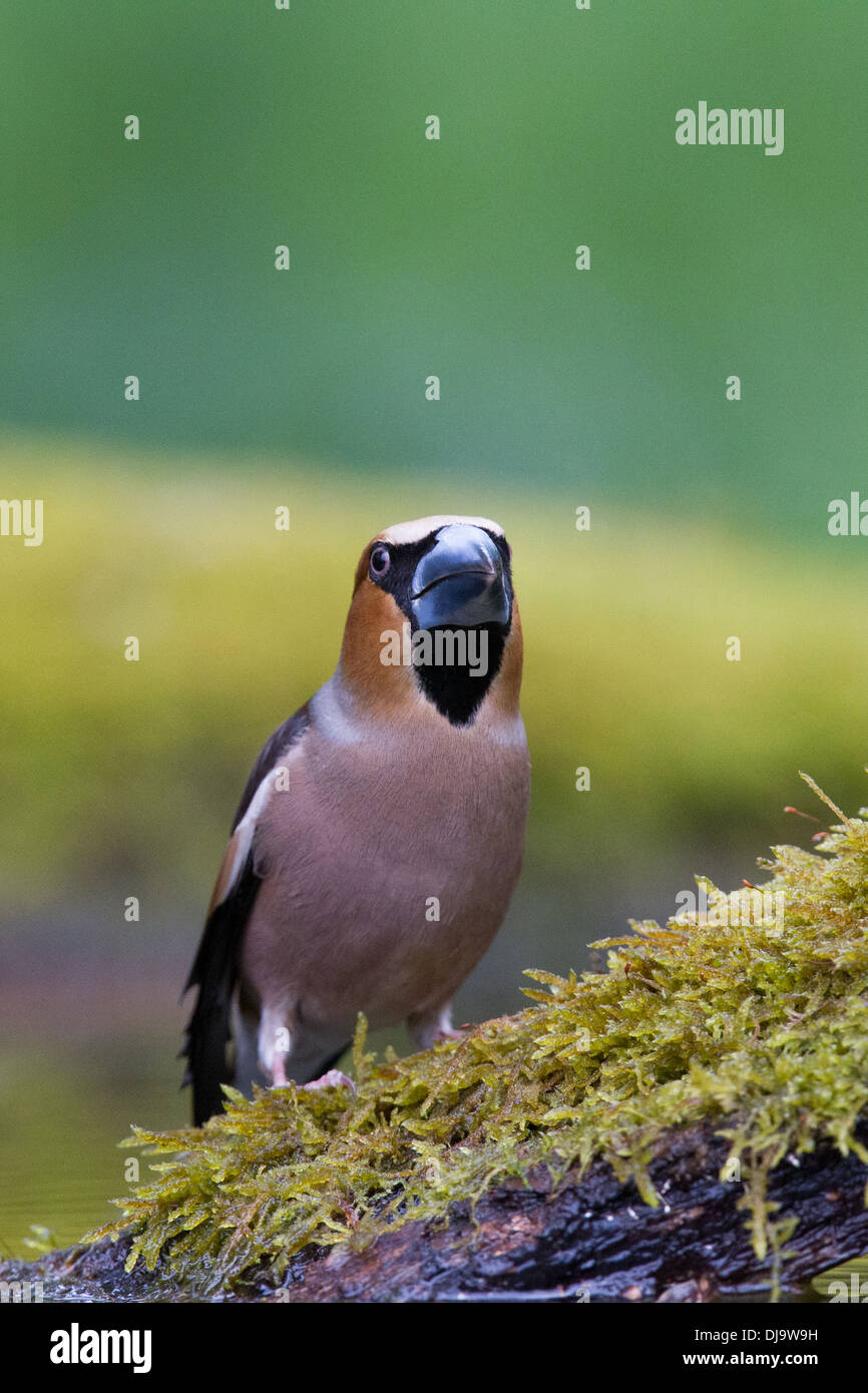 Hawfinch Coccothraustes coccothraustes Stock Photo - Alamy