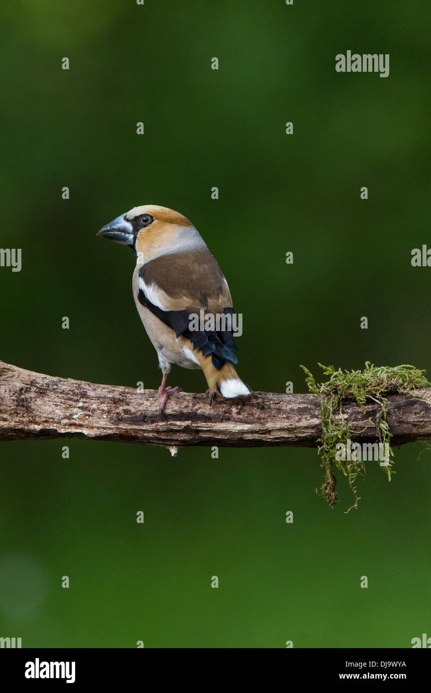 Hawfinch Coccothraustes coccothraustes Stock Photo - Alamy