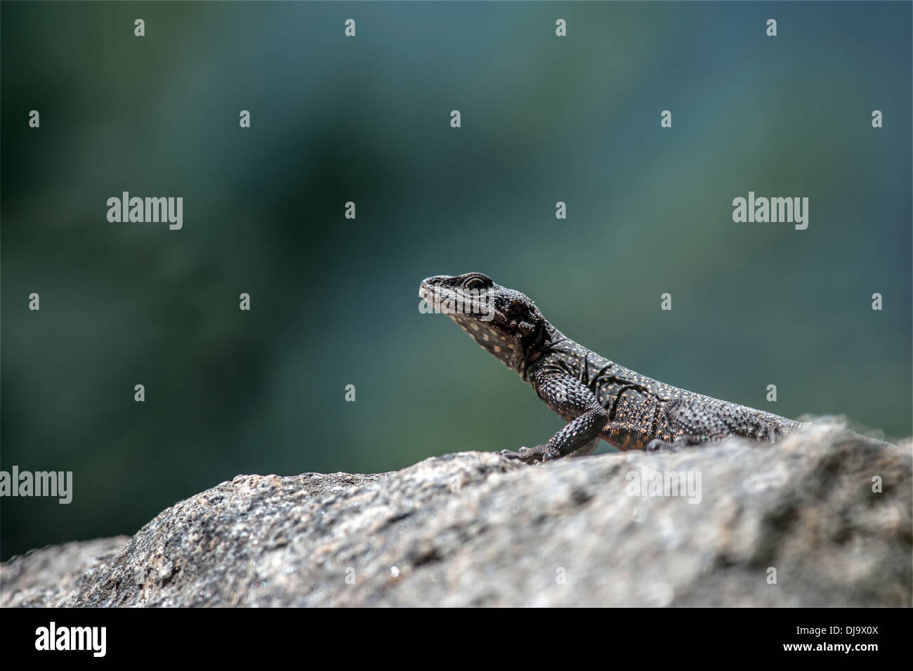 big lizard on stone closeup Stock Photo - Alamy