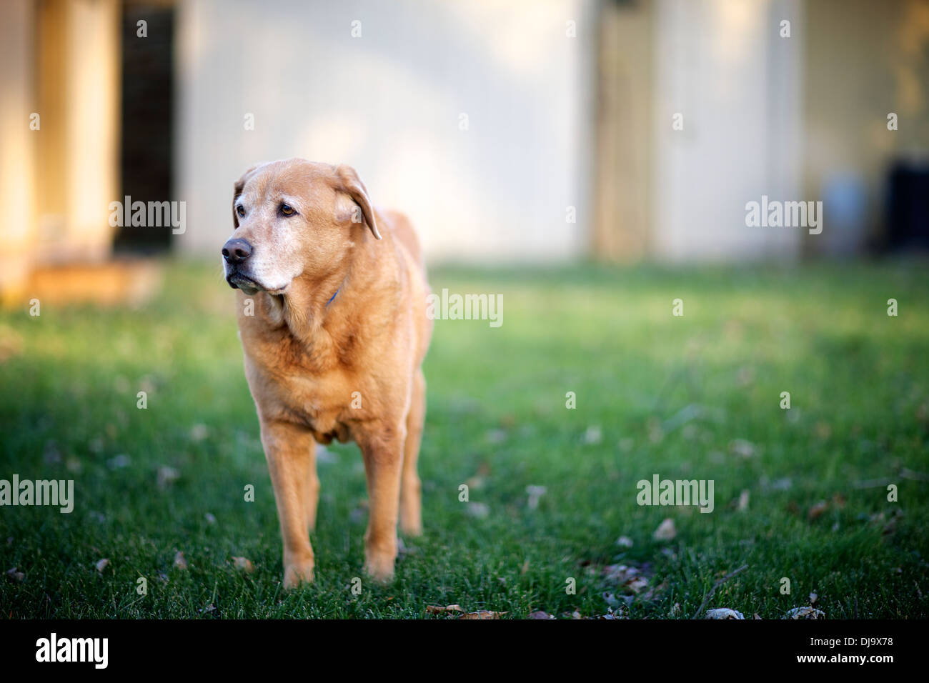 Older dog, golden retrieve, Labrador, mix enjoying the light of the day ...