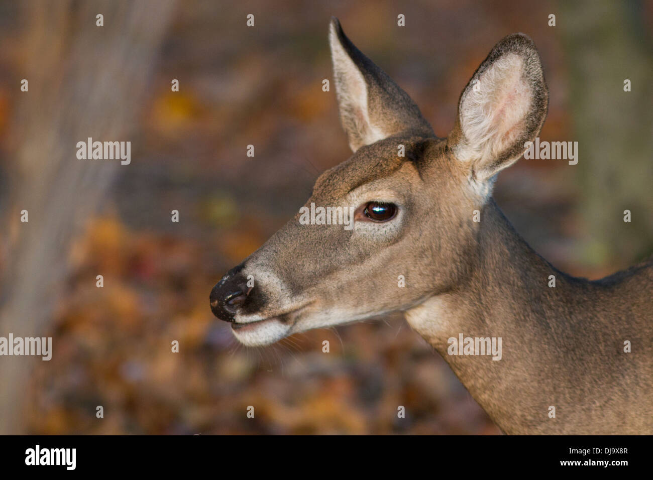 Whitetail doe standing hi-res stock photography and images - Alamy