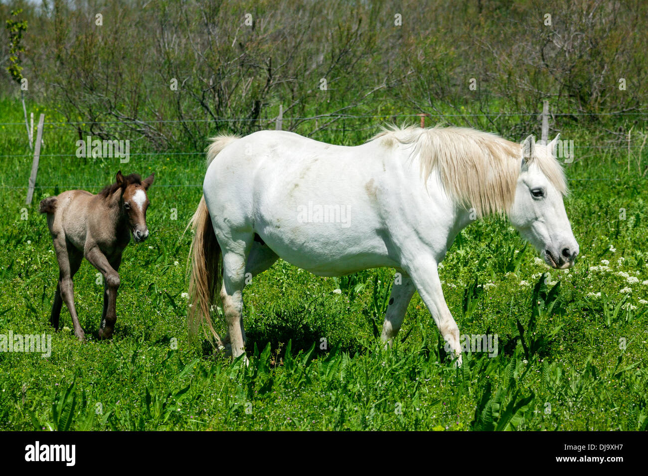 White Camargue Horse,Equus ferus caballus, France Stock Photo - Alamy