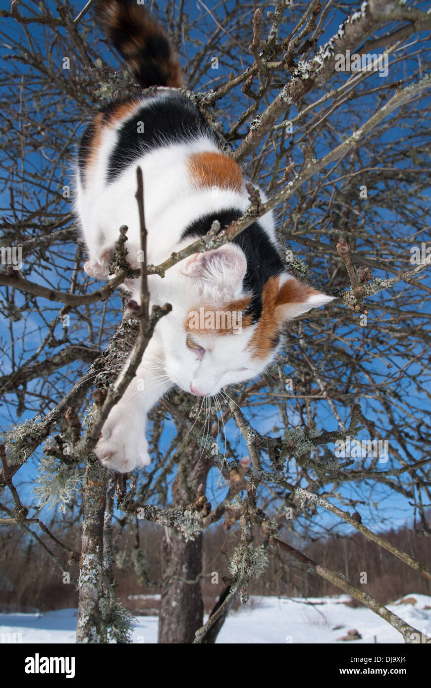 Climbing cat hi-res stock photography and images - Alamy