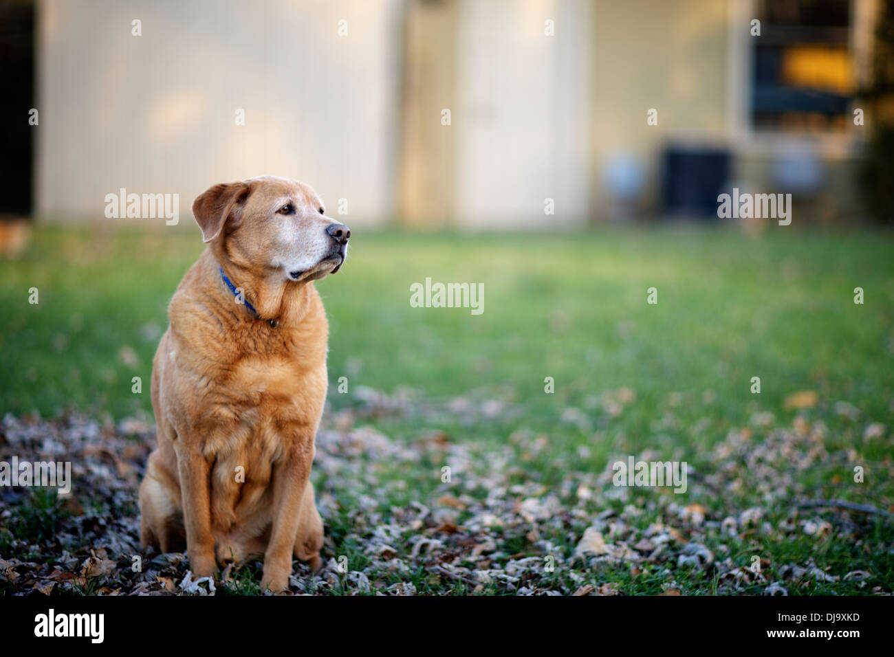 Golden retriever lifestyle hi-res stock photography and images - Alamy