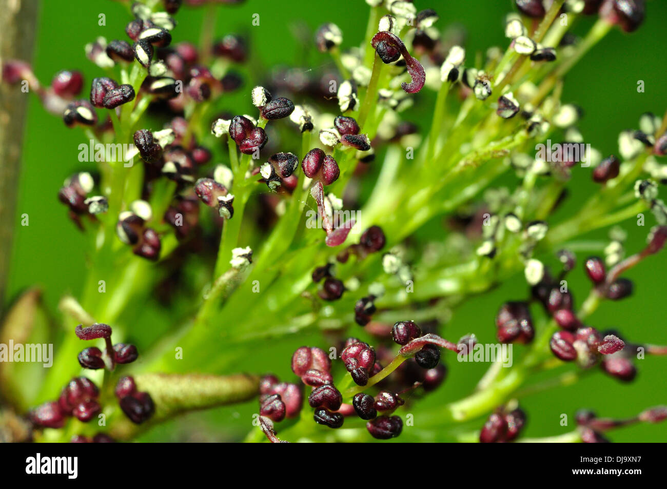 Common or european ash tree hi-res stock photography and images - Alamy
