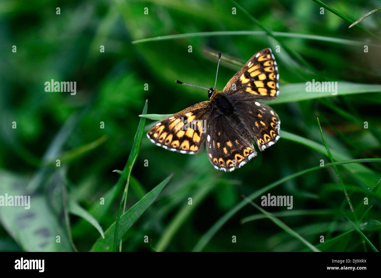 Duke of burgundy butterfly uk hi-res stock photography and images - Alamy